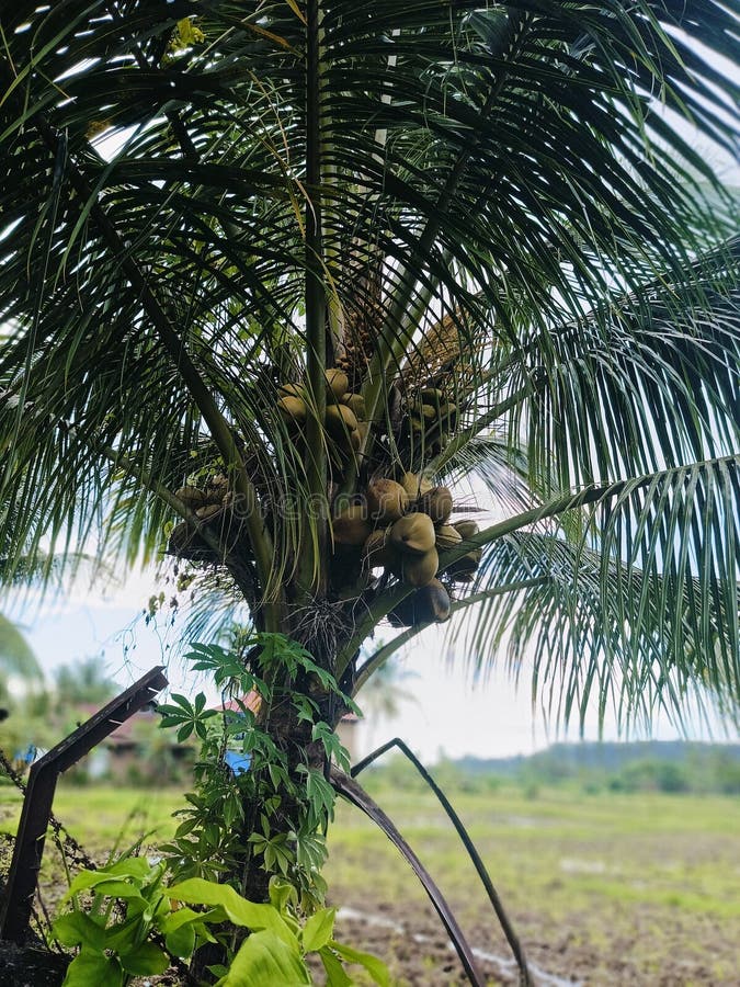 Beautiful Coconut Tree Behind the House Stock Photo - Image of coconut ...