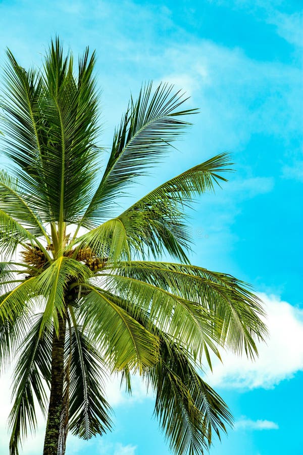 Coconut Tree with Blue Sky Background Stock Photo - Image of food ...