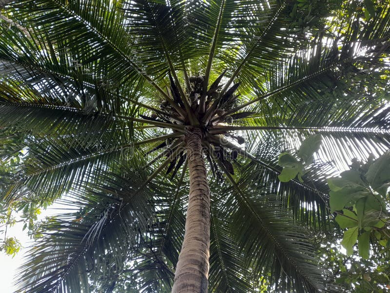 Beautiful Coconut Tree in the Garden Stock Photo - Image of coconut ...