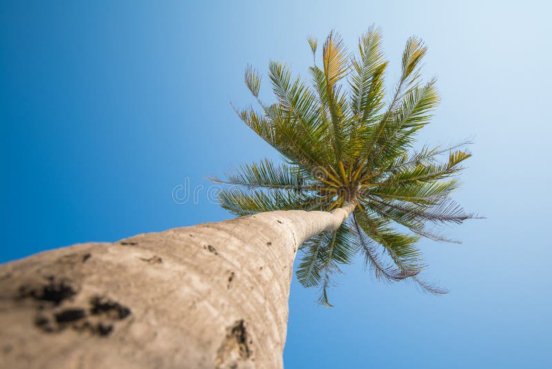 Beautiful Coconut Tree in Good Day Stock Image - Image of leave ...