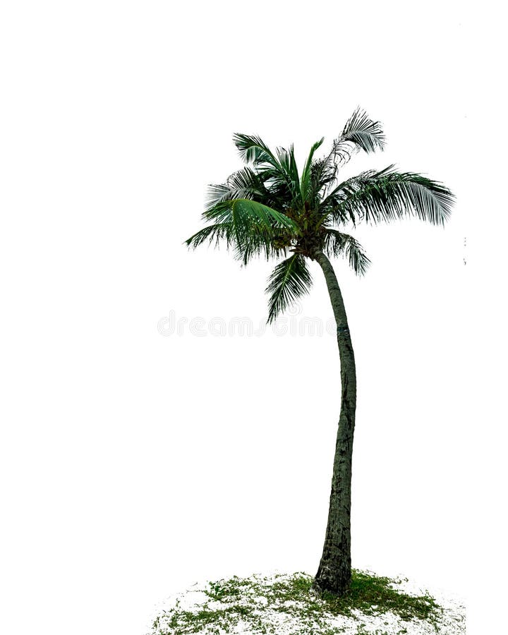Palm Tree No Background