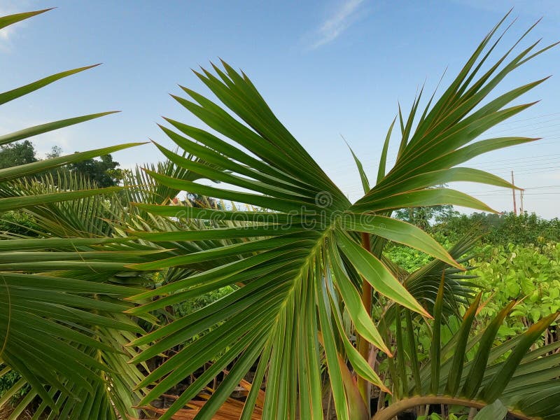 Beautiful Coconut Tree and Coconut Leaves Background Image Stock Photo ...