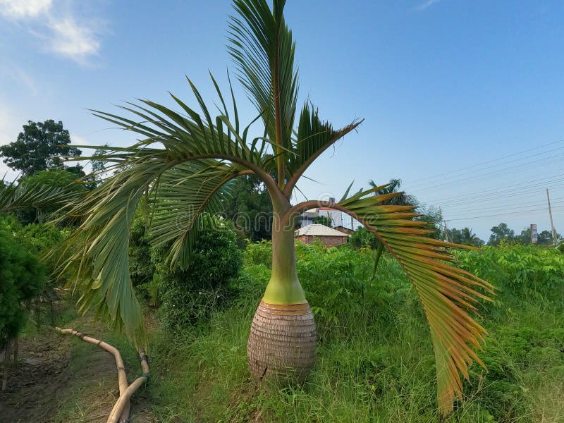 Beautiful Coconut Tree and Coconut Leaves Background Image Stock Image ...