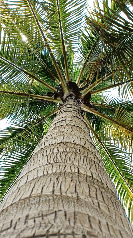 Beautiful Coconut Tree of Sri Lankan Palm Photo Stock Image - Image of ...