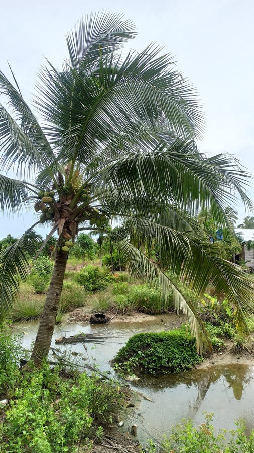 A Beautiful Coconut Tree in a Neglected Garden Stock Photo - Image of ...
