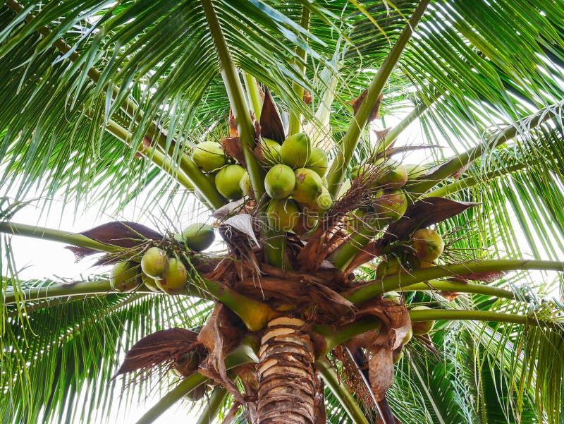 Beautiful coconut tree stock image. Image of nuts, healthy - 69620531