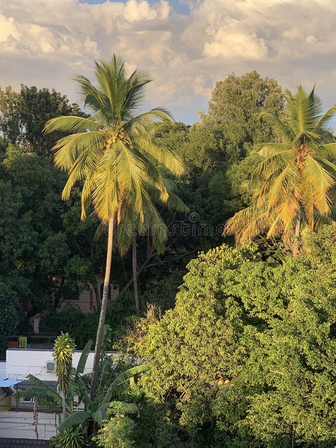 Coconut Tree View from Terrace ,beautiful Stock Photo - Image of tree ...