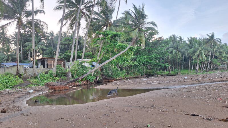 Beautiful Coconut Trees Along the Coastline Area in Silago Philippines ...