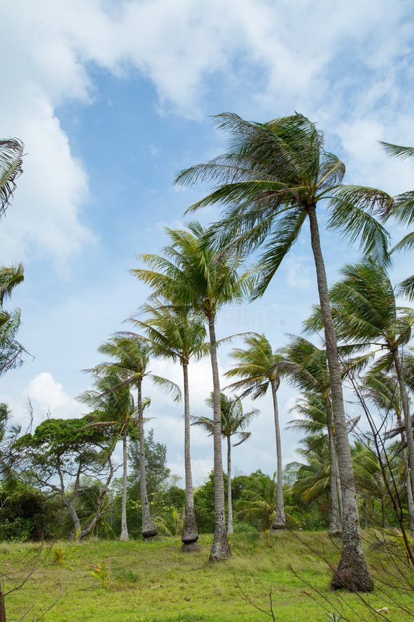 Beautiful coconut trees. stock image. Image of summer - 44884183