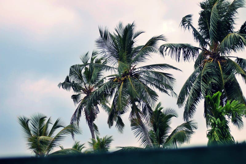 Beautiful Nature. Coconut Trees in a Cultivation Estate Stock Image ...