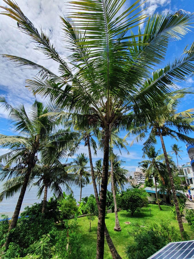 Beautiful Coconut Trees during the Day in Mombasa, Kenya. Editorial ...