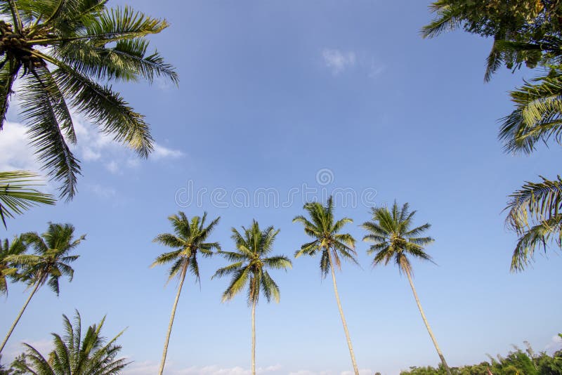 Beautiful Coconut Trees in Indonesia, Java Stock Image - Image of ...