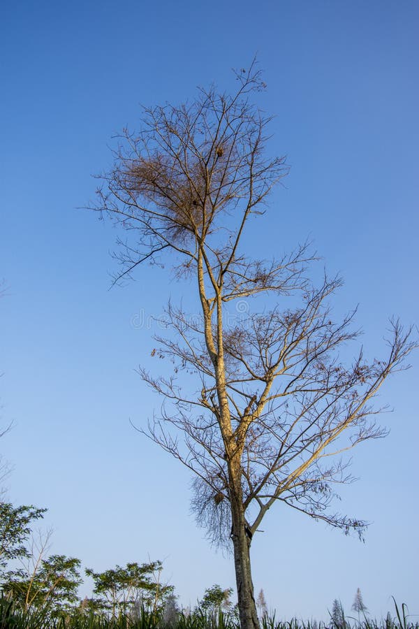 Beautiful Coconut Trees in Indonesia, Java Stock Image - Image of ...