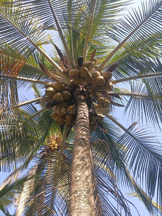 Beautiful Coconut Trees Leaves on the Sky Stock Image - Image of trees ...