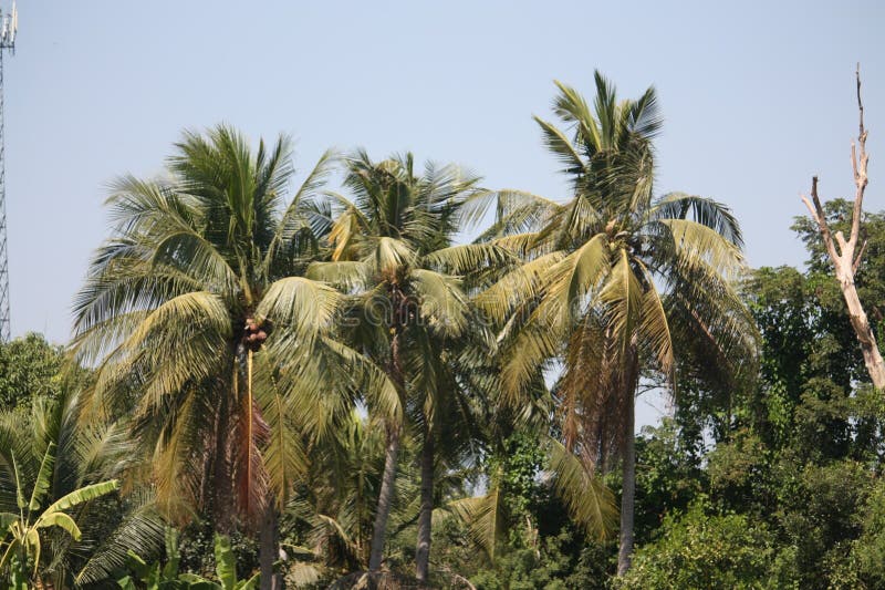 Beautiful Coconut Plantations Along Side the Godavari Canal ...