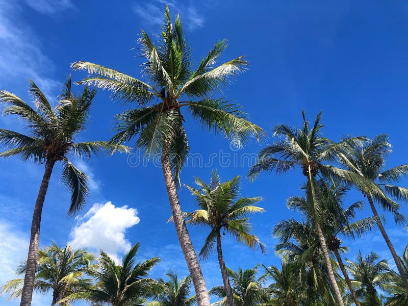 Beautiful Coconut Trees and Skies are Perfect for Creating a Background ...