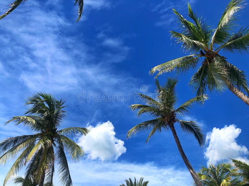 Beautiful Coconut Trees and Skies are Perfect for Creating a Background ...