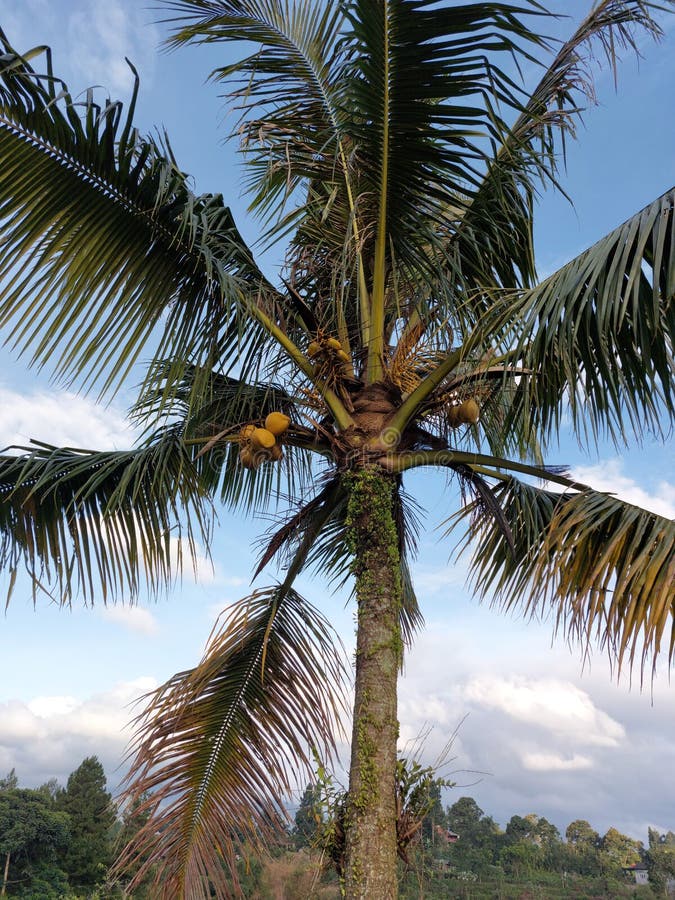 Beautiful Coconut Trees, Waiting for a Beautiful Senset Stock Photo ...