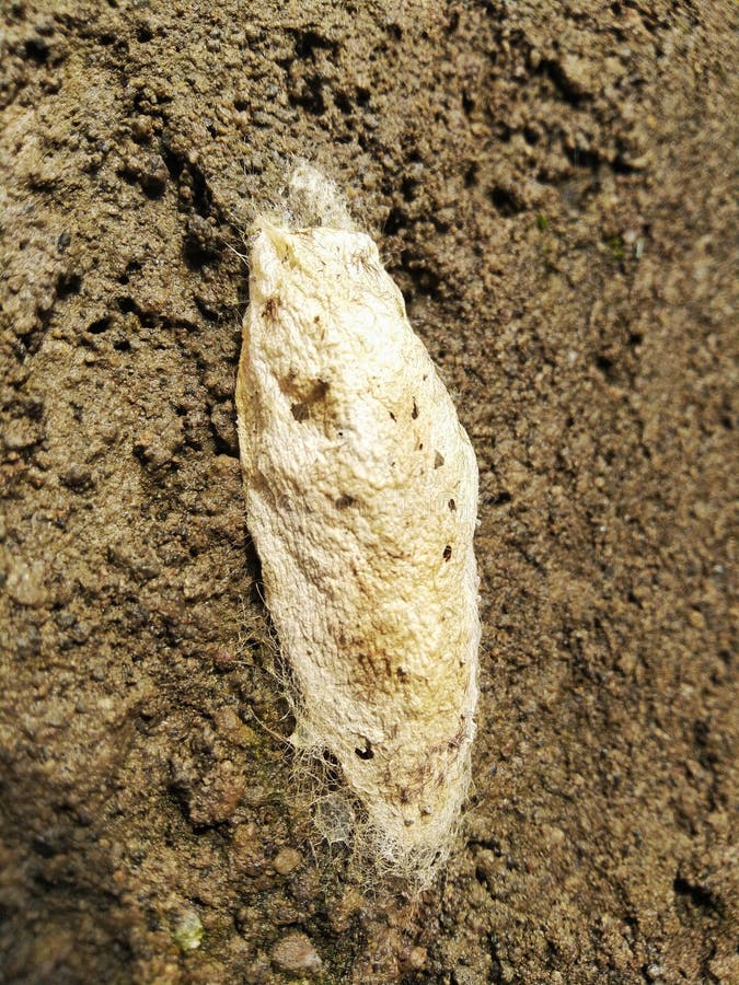 Beautiful Cocoon at the Wall Stock Photo - Image of insect, pollinator ...