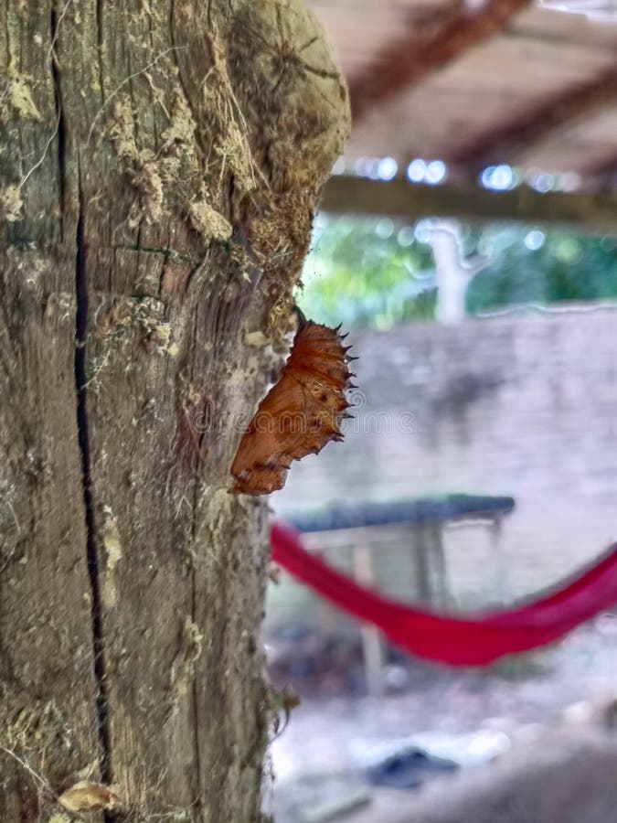 A Beautiful Cocoon Will Turn into a Beautiful Butterfly that Will ...