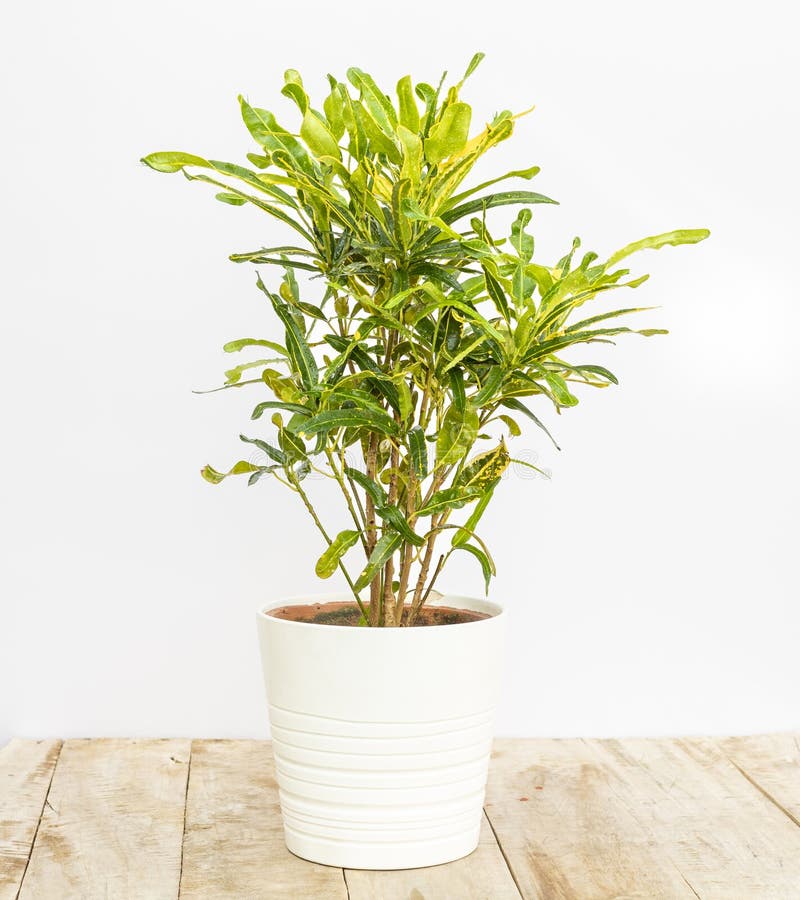 Beautiful Codiaeum Croton Mammy Plant in a White Ceramic Pot Stock ...
