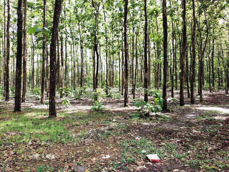 Beautiful and Col Forest in Central Java Stock Photo - Image of grove, autumn: 297365566