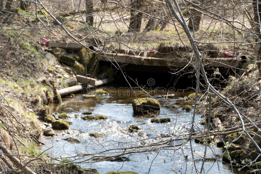 Pure Water Stream in Forest Stock Image - Image of jizera, beauty ...