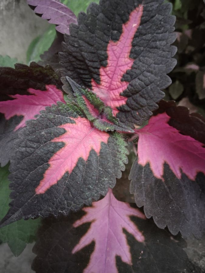 Beautiful coleus 3 stock image. Image of lilac, produce - 260815403