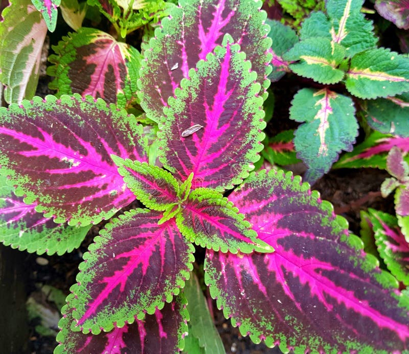 Beautiful Coleus Plant Lives in the Garden Stock Photo - Image of ...