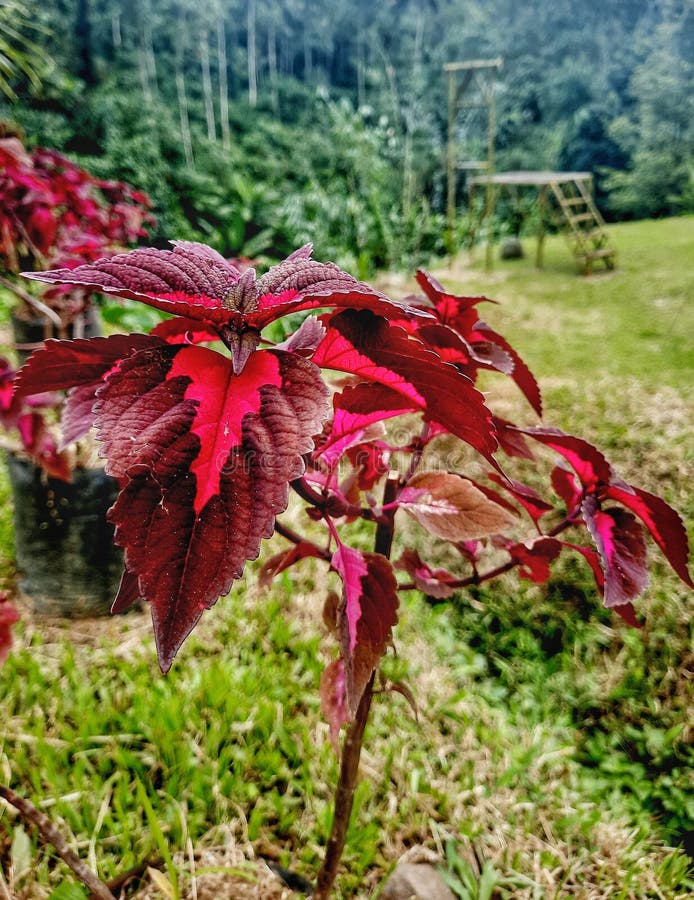 A Beautiful Coleus Plants Bloom in the Field Stock Image - Image of ...