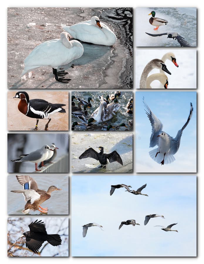 Collage of birds stock photo. Image of pigeon, animal - 38973382
