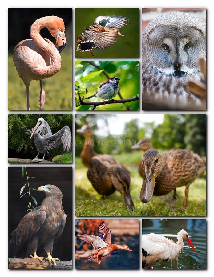 678 Birds Collage Photos - Free & Royalty-Free Stock Photos from Dreamstime