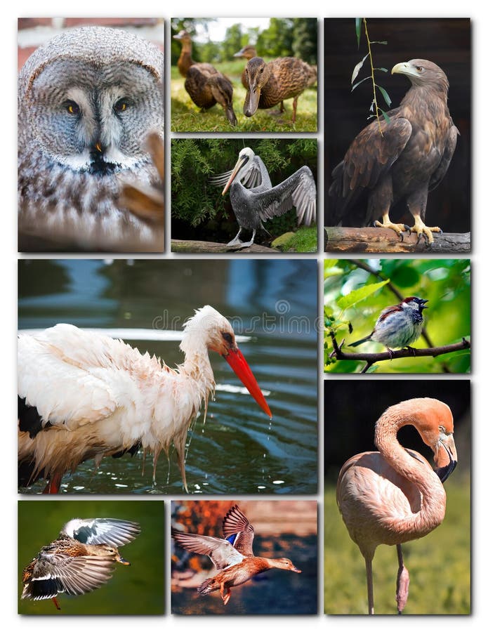 Collage of birds stock image. Image of stork, species - 38973637