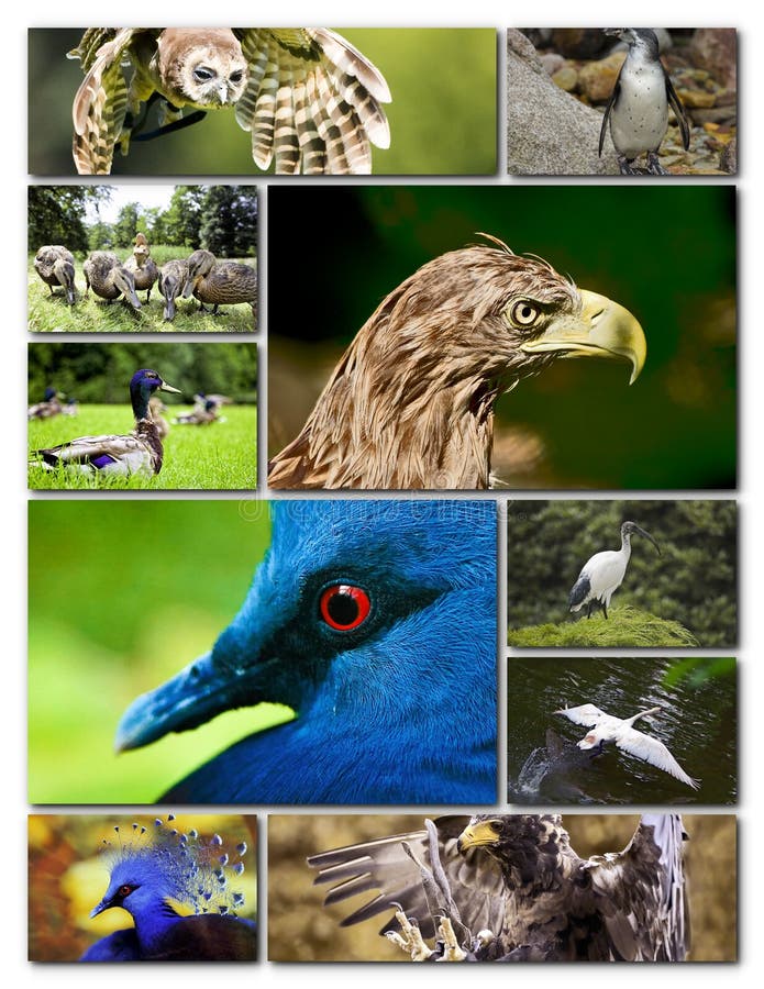 Collage of birds stock photo. Image of hawk, garden, collection - 38973252