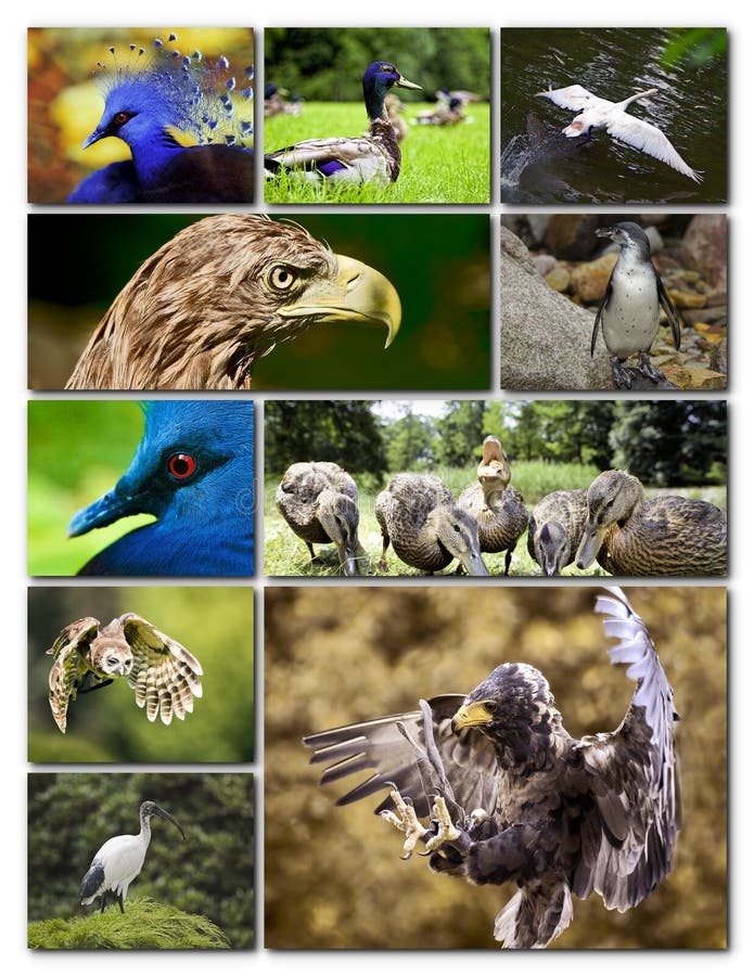Collage of birds stock photo. Image of hawk, garden, collection - 38973252