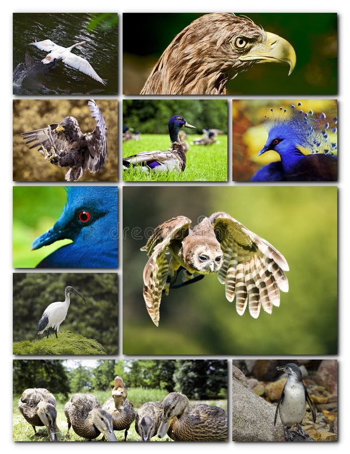 Beautiful Collage of Different Birds Stock Image - Image of vertebrate ...