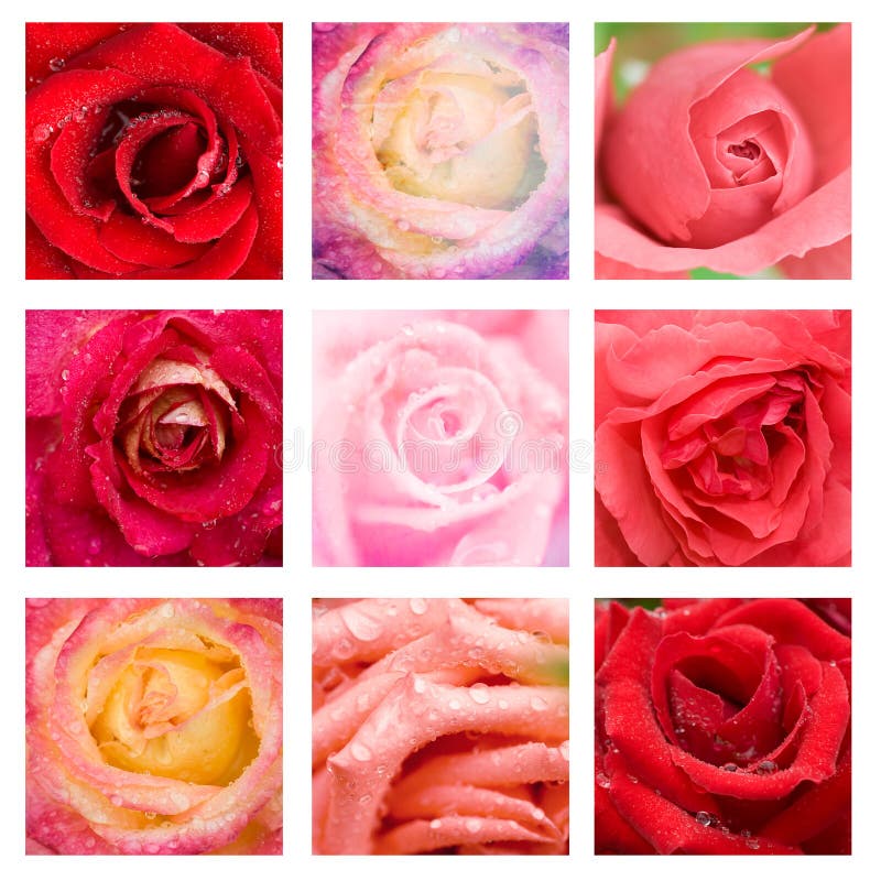 Beautiful collage roses stock photo. Image of summer - 22089174