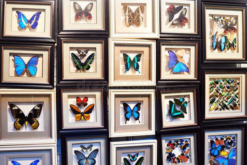 Beautiful Collection of Butterflies Stock Photo - Image of exoticism ...