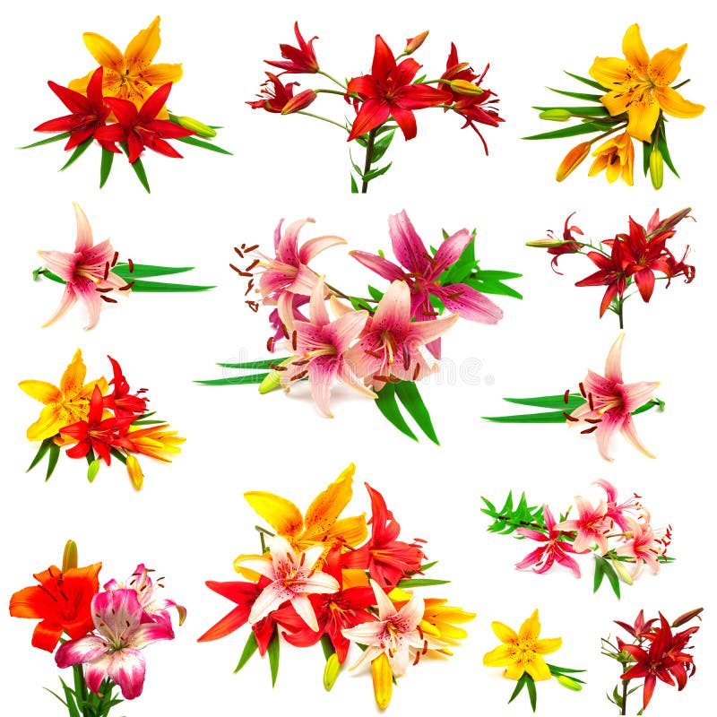 A Beautiful Collection of Colorful Lilies with Buds Stock Image - Image ...