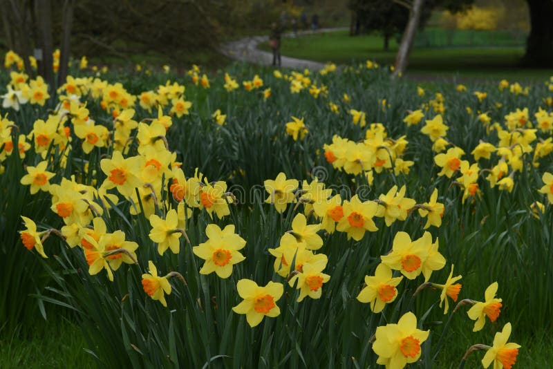 First Flowers of Spring stock image. Image of arrived - 113724671