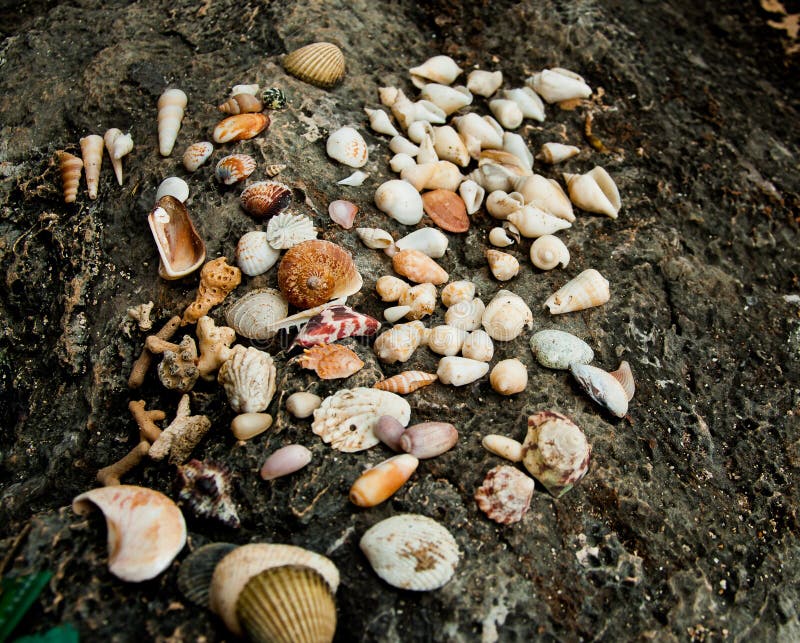 Beautiful Collection of Sea Shells on a Stone Stock Photo - Image of ...