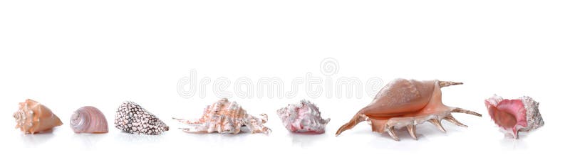 Collection, Seashells on White Stock Image - Image of salt, beach: 5027009