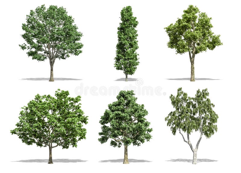 Beautiful Collection Tree Isolated and Cutting on a White Background ...