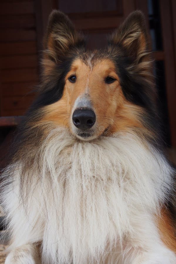 The beautiful Collie dog stock photo. Image of nose - 182891746