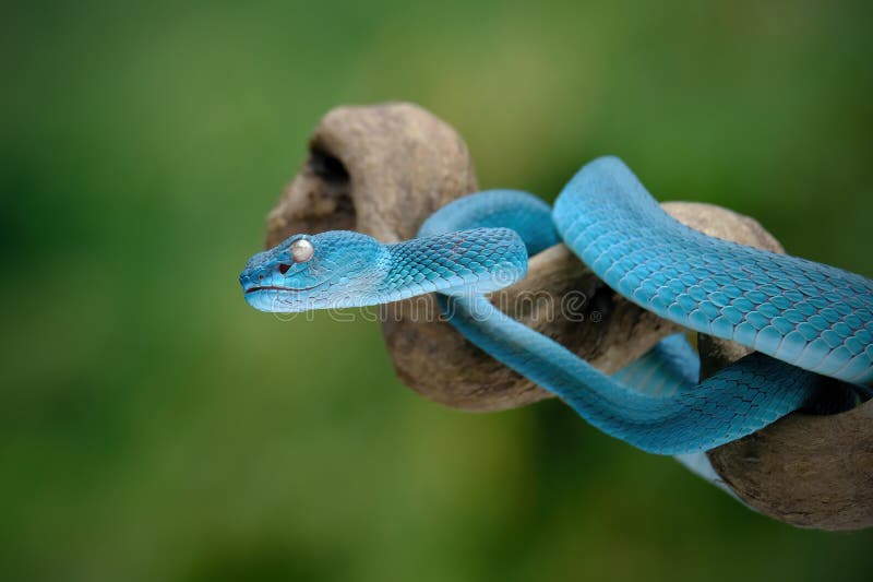 445 Blue Pit Viper Stock Photos - Free & Royalty-Free Stock Photos from ...