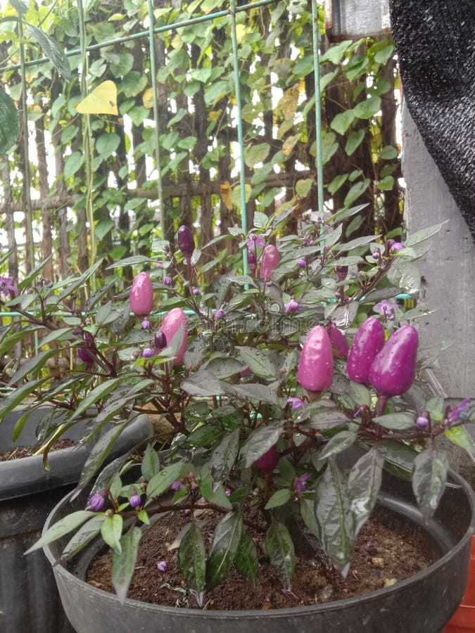 Beautiful Color, Cross-breeding of Several Types of Chili Plants Stock ...