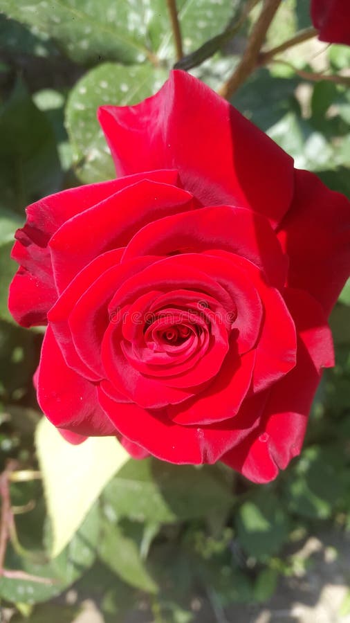 Ufdh Stock Photos - Free & Royalty-Free Stock Photos from Dreamstime