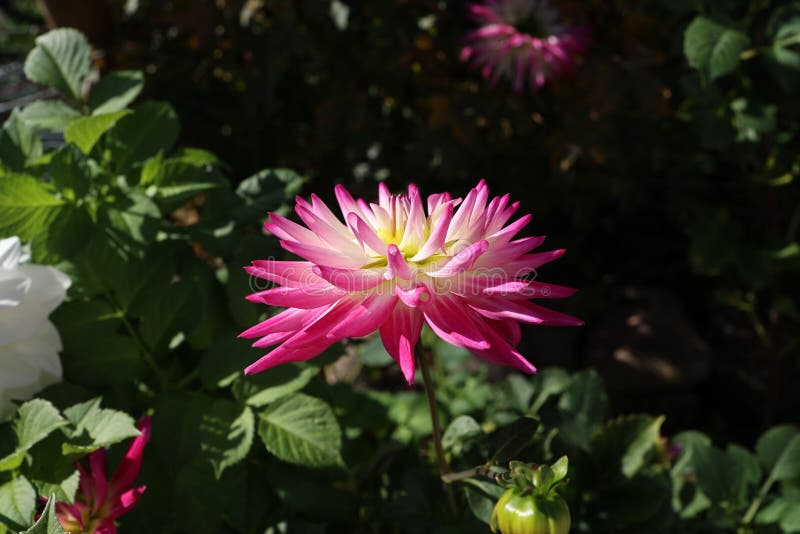 Beautiful Color Dalia Flower in the Park Stock Photo - Image of daytime ...