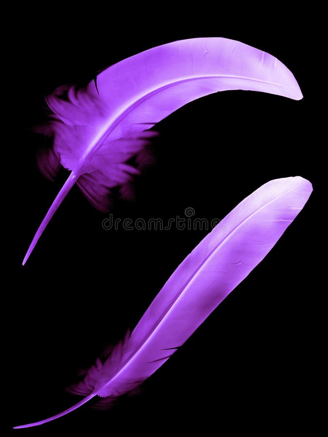 Beautiful Color Feather Isolated on Black Stock Image - Image of ...