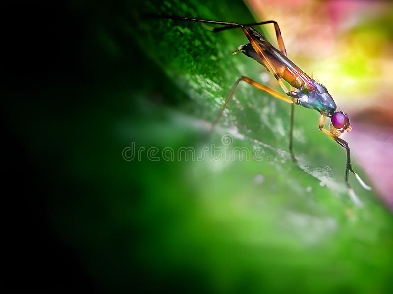 Beautiful Color Insect Stand on Leaves Stock Image - Image of beautiful ...